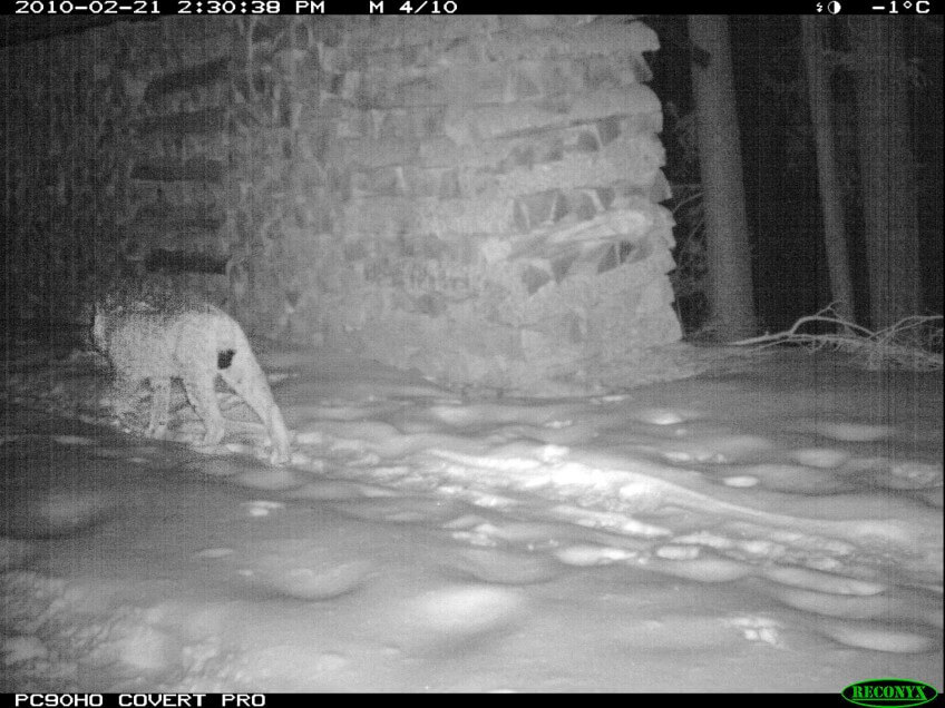 Le lynx en 13 questions - La Salamandre