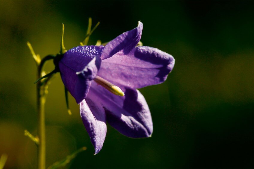 Comment les fleurs évitent l'autofécondation - La Salamandre