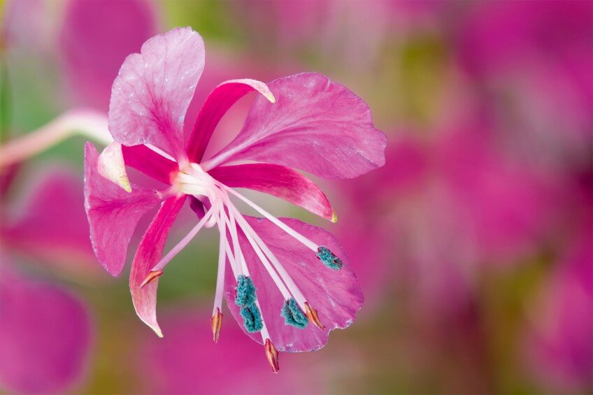 Comment les fleurs évitent l'autofécondation - La Salamandre