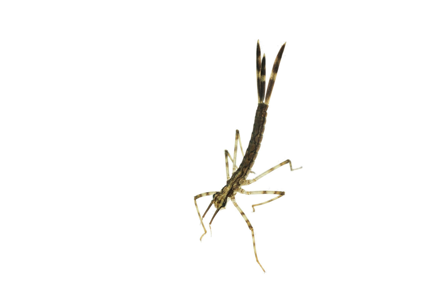 Anatomie d'une larve de libellule en détails - La Salamandre