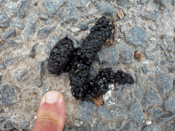 Crottes de mammifères : les trouver et les identifier - La Salamandre