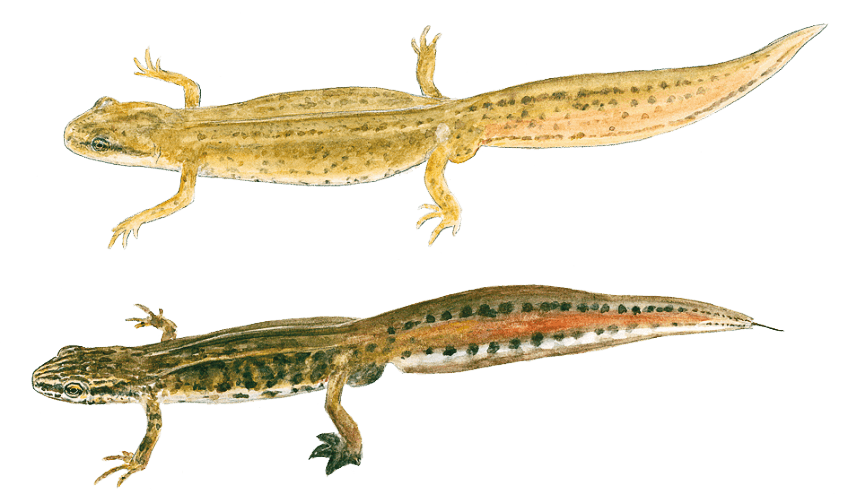 Tritons : identifier les 5 espèces de France et de Suisse - La Salamandre