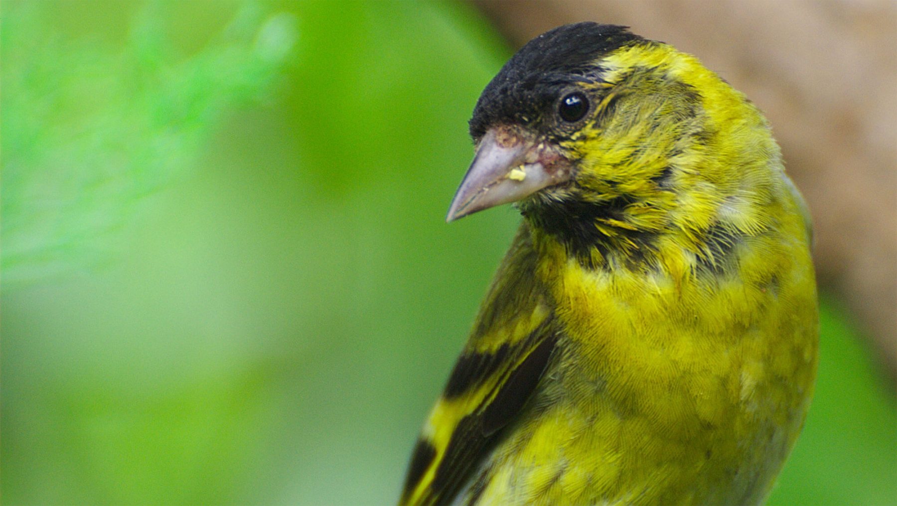 3 conseils pour observer le tarin des aulnes - La Salamandre