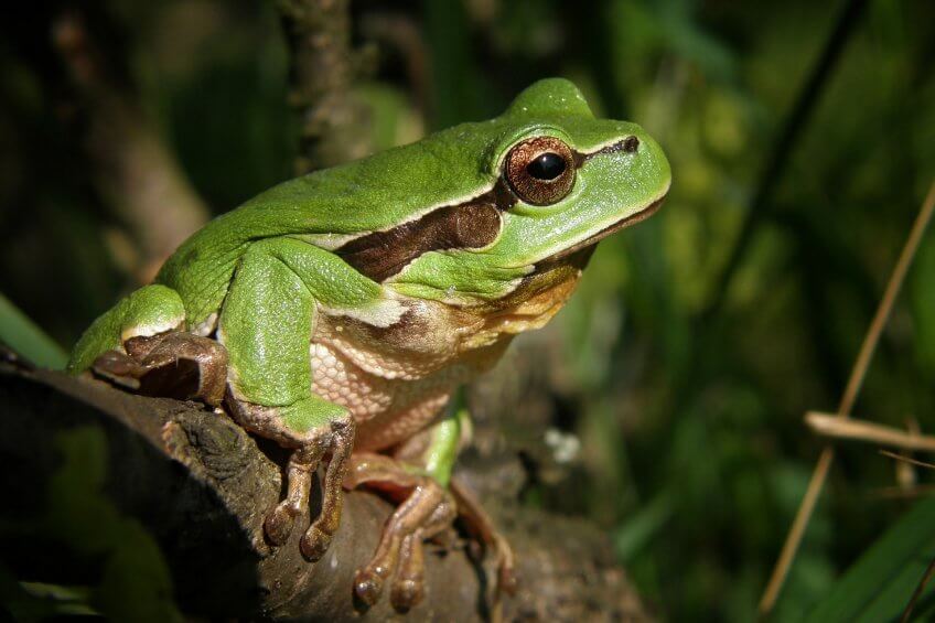 Quelles différences entre grenouille et rainette?-Vidéo Ceci n'est pas ...