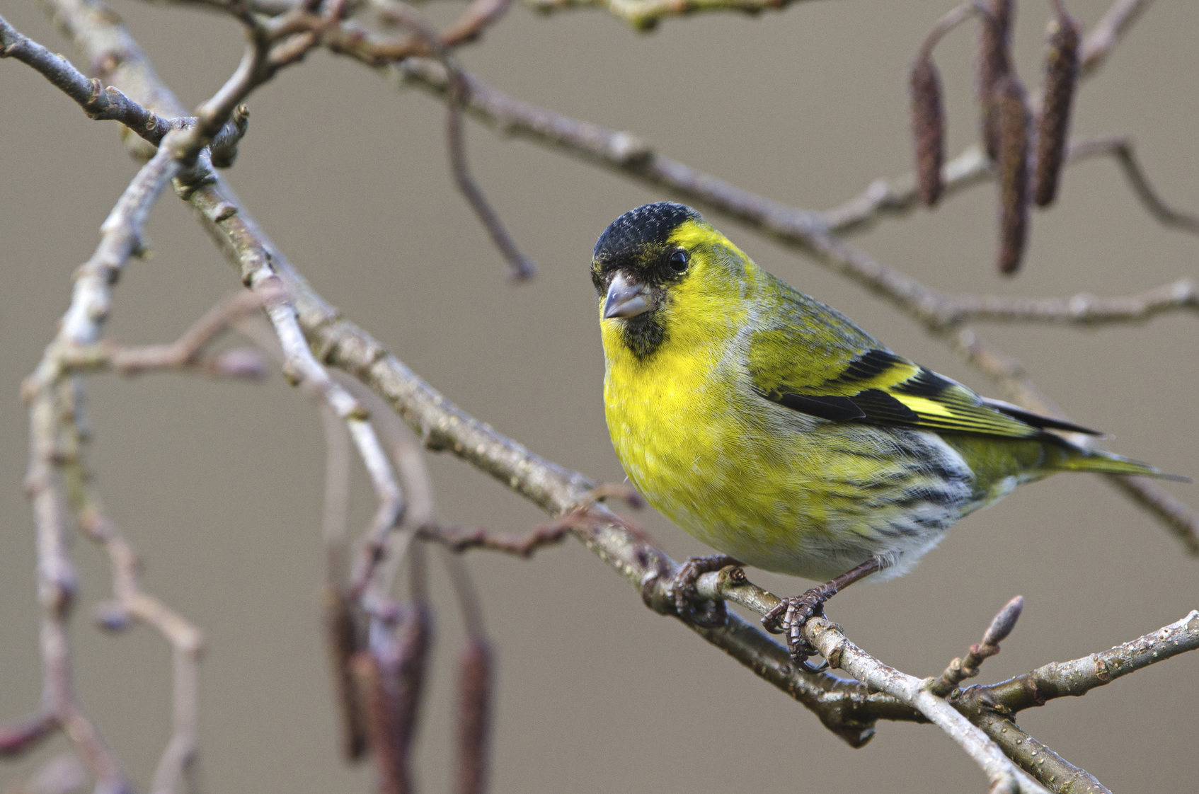 Ceci n'est pas un verdier - La Salamandre