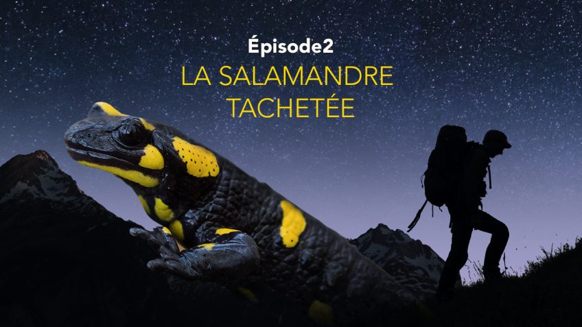 La salamandre à la TV ! - La Salamandre