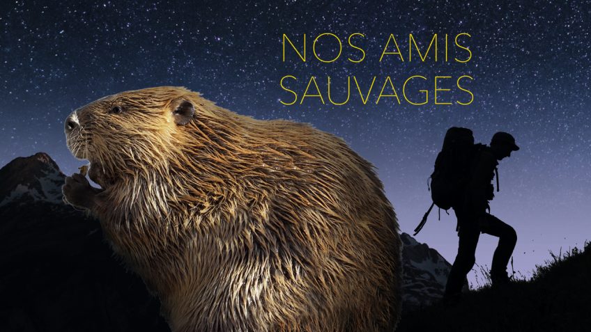 Le castor à la TV ! - La Salamandre