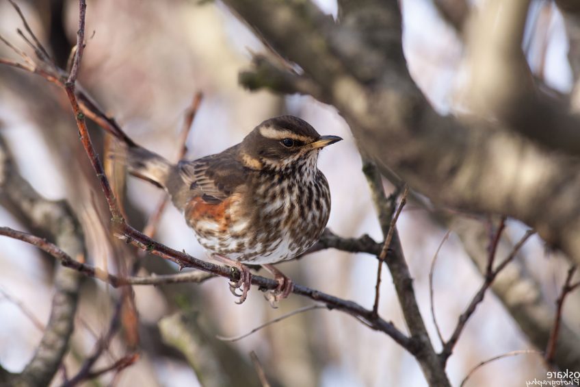 Quelles différences entre grive litorne et mauvis ? - La Salamandre