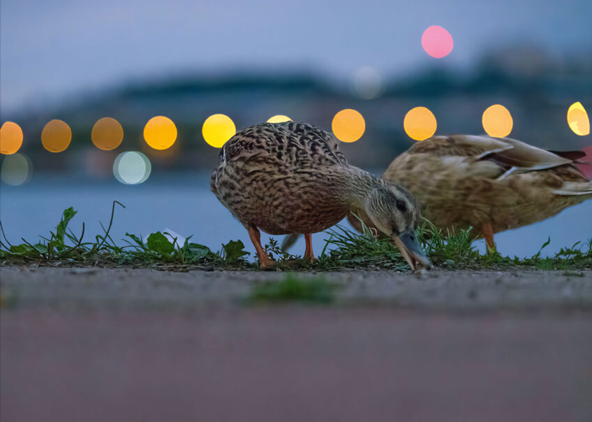 Le grand retour du castor dans nos cités - La Salamandre