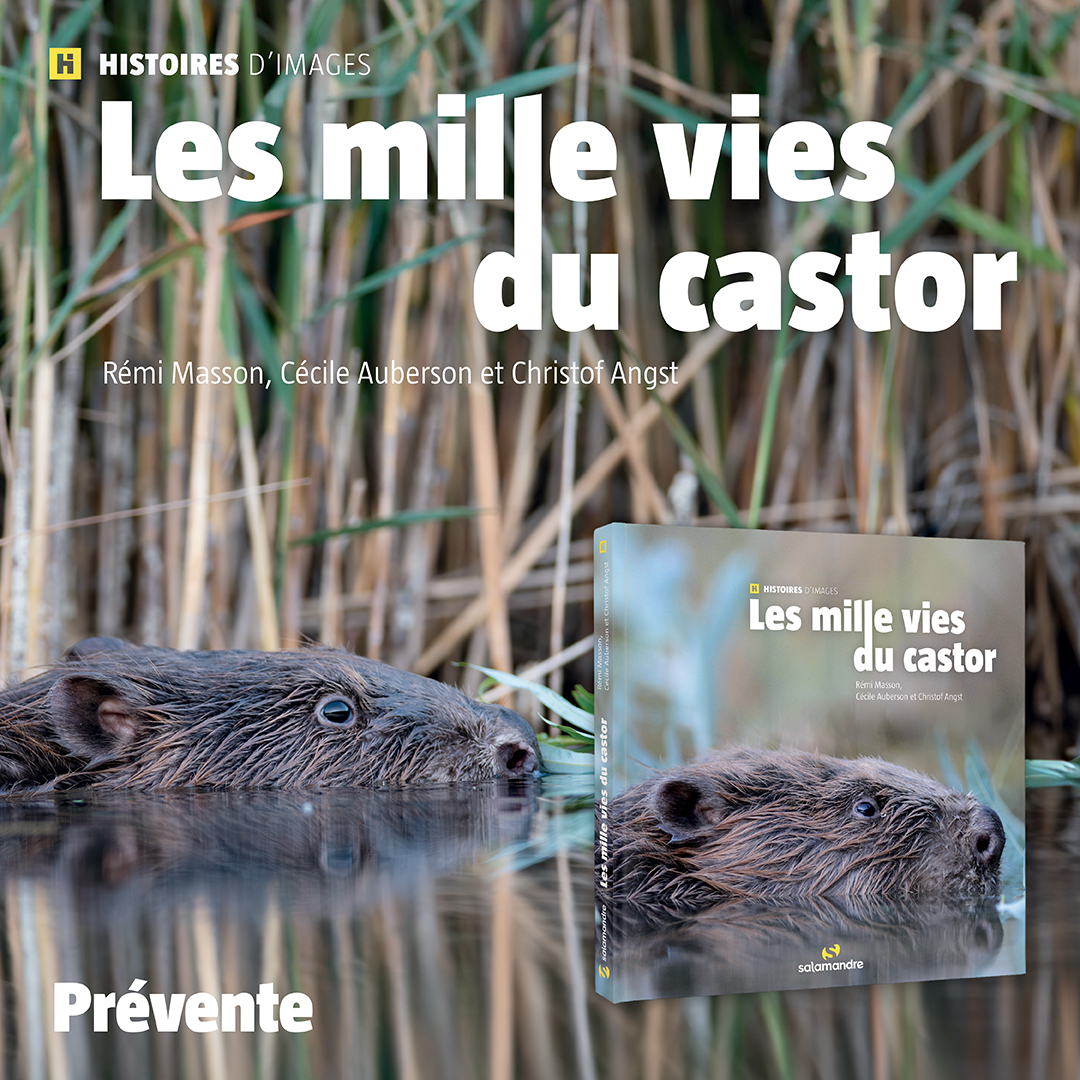 Pourquoi les castors construisent-ils des barrages ? - La Salamandre