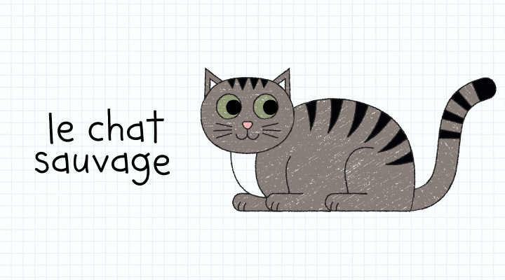 Comment dessiner des animaux - La Salamandre