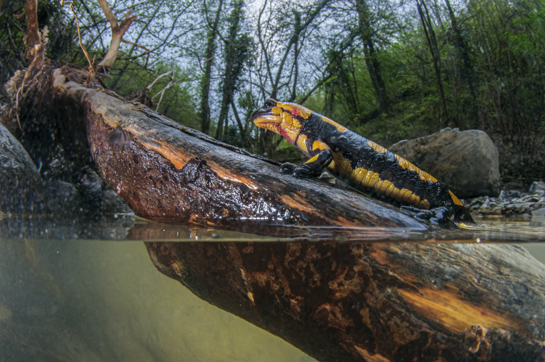 La Salamandre, 3 magazines nature pour tous les âges - La Salamandre