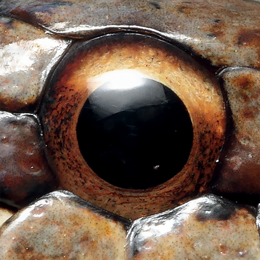 Les yeux dans les yeux des reptiles - La Salamandre