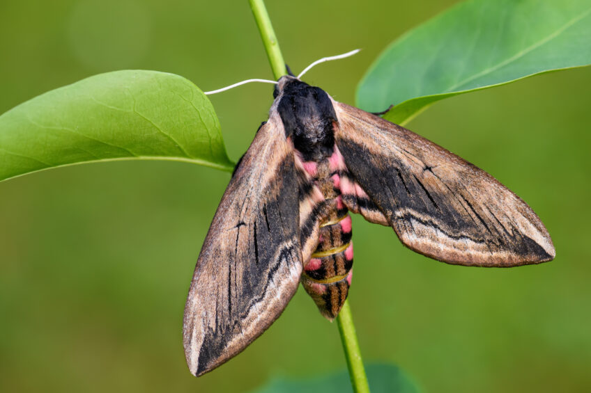 5 chenilles de sphinx observables près de chez vous - Salamandre - La ...